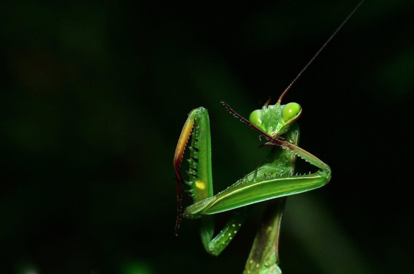 Mantis Wallpapers - Photo #212 - Wallpaper Flare - Free and Premium ...