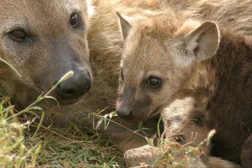 Hyena Wallpapers - Photo #124 - Wallpaper Flare - Free and Premium ...